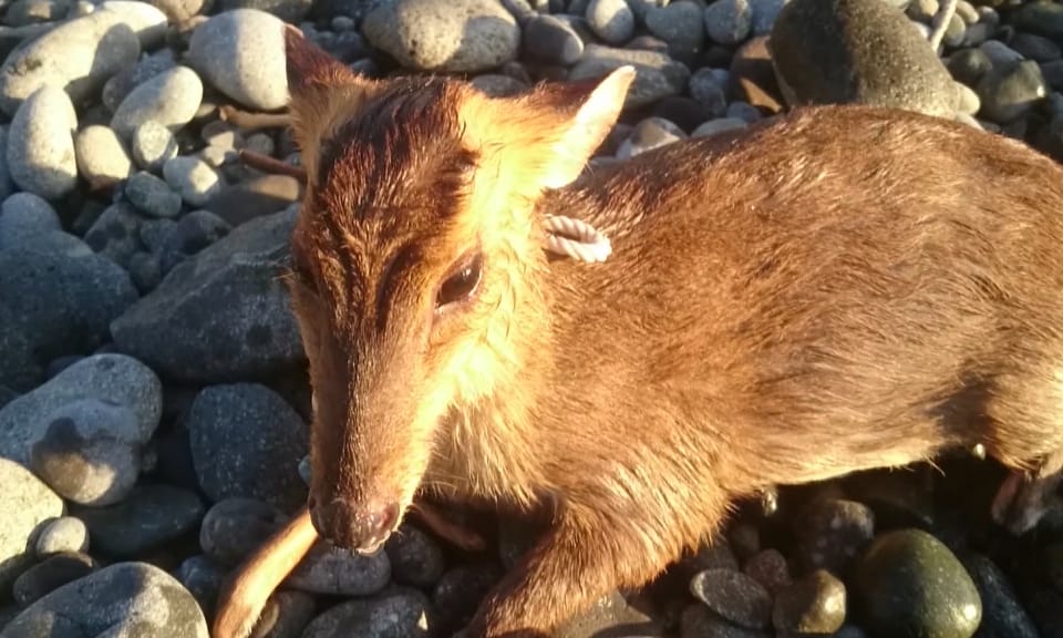 台9線突竄出山羌 騎士閃避不及撞上受傷 — TITV News 原視新聞網