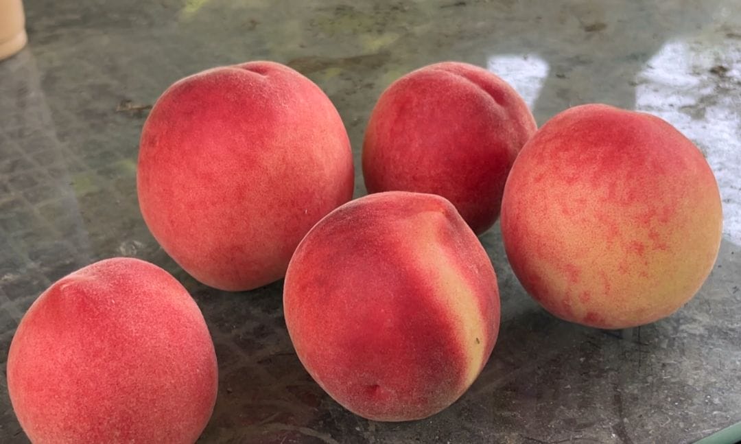 信義鄉打造「布農甜桃」 香甜清脆盛產中 — TITV News 原視新聞網