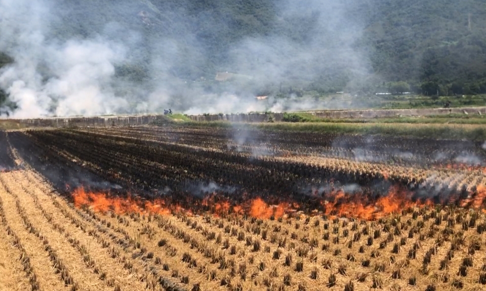 關山蟲害影響收成 6/15起開放燒稻草防治 — TITV News 原視新聞網