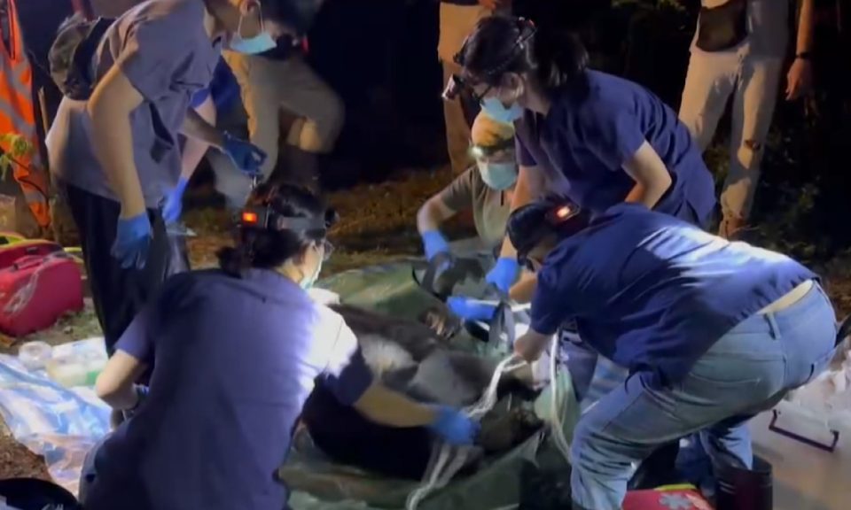 黑熊現身卓溪工寮 搶救仍不治死因待釐清 — TITV News 原視新聞網