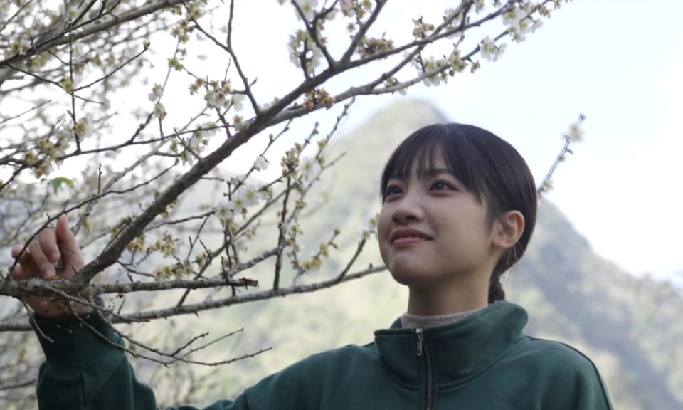 新武部落梅花綻放 海端鄉15天賞梅季登場 — TITV News 原視新聞網